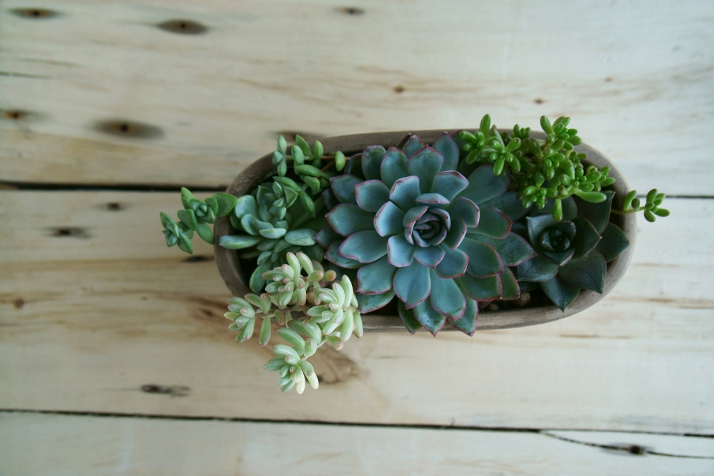 Sočnice Cvetenje v zaprtih prostorih, Kako skrbeti za rastlino in kako zalivati doma, Imena in ...