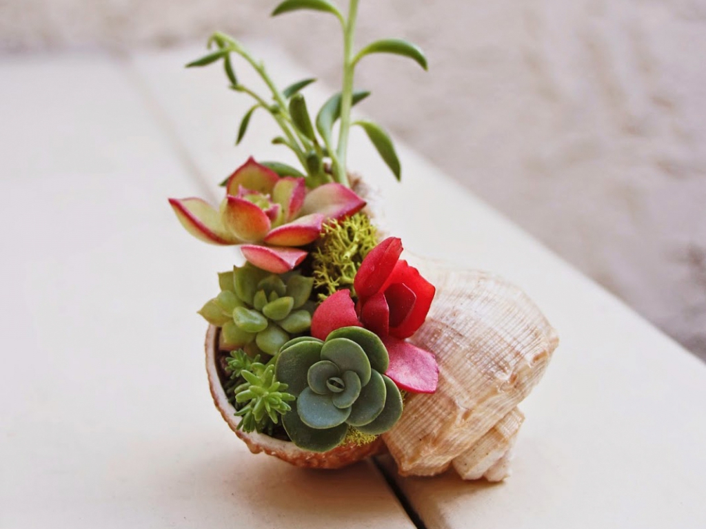 Sočnice Cvetenje v zaprtih prostorih, Kako skrbeti za rastlino in kako zalivati doma, Imena in ...