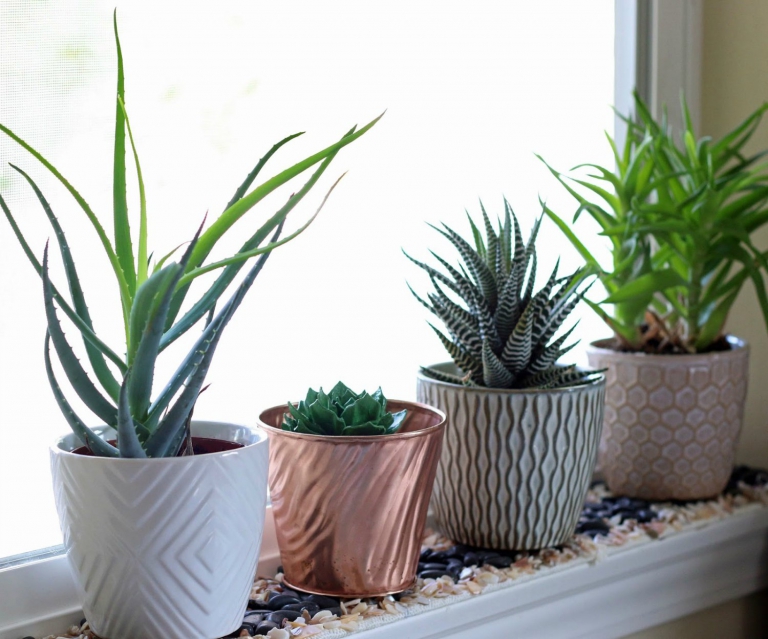 Sočnice Cvetenje v zaprtih prostorih, Kako skrbeti za rastlino in kako zalivati doma, Imena in ...